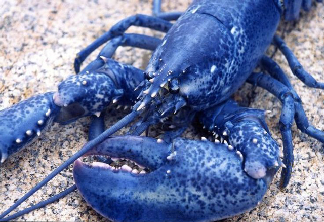 Le Homard En Pince Pour Le Succès The Bergerie